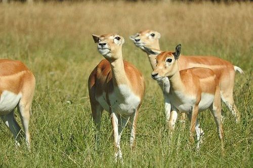 What are Zoogeographical Regions and Subregions? ~ Transforming the World