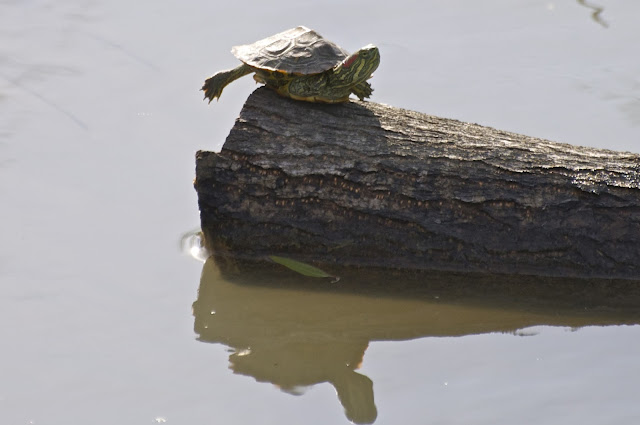 TURTLE BOY AND THE BIRDS: Ectothermic