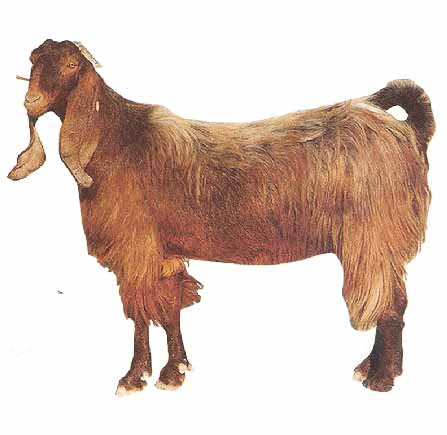 Cyprus Shami (Damascus) Goats: SHAMI GOATS AN CHIOS SHEEP BREEDING ...