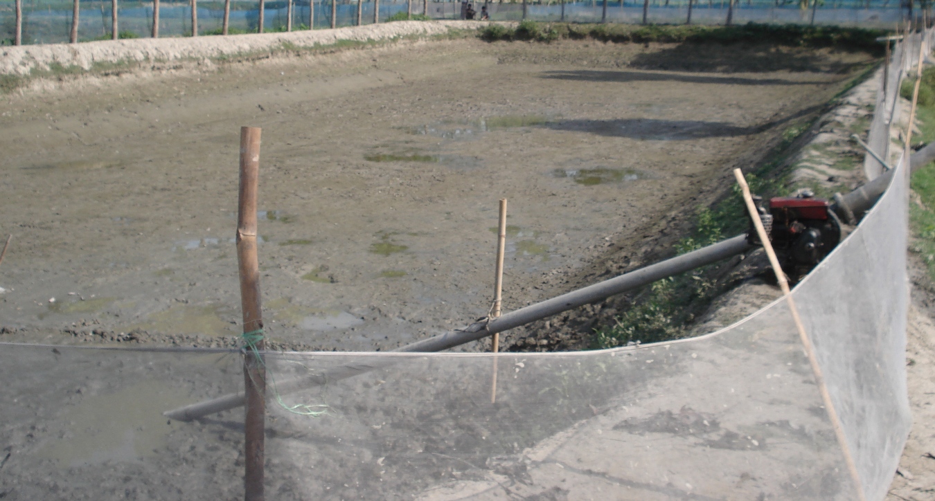 AGRICULTURE INFORMATION WORLD: Tilapia farming-Pond Culture of Male ...