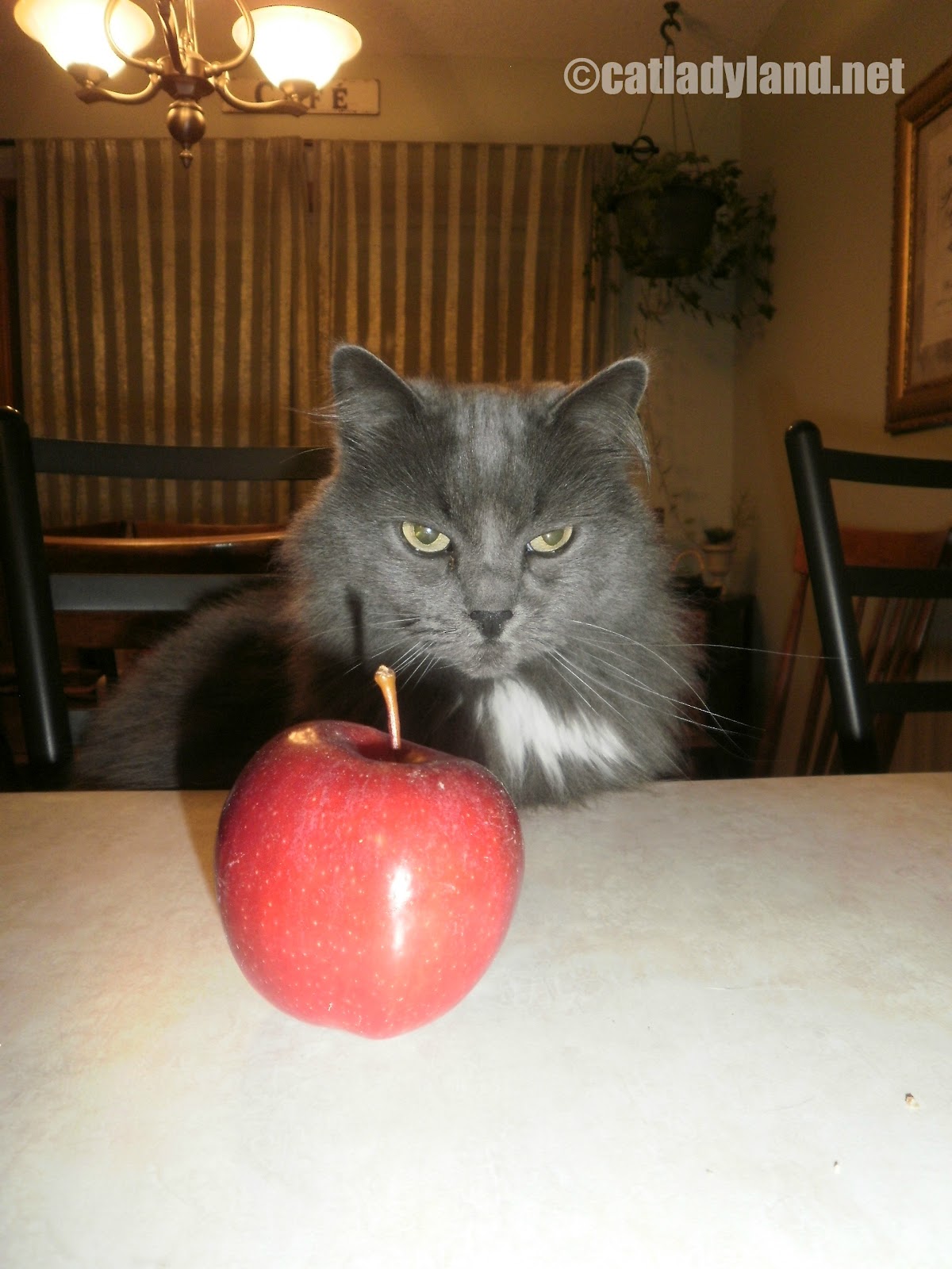 Catladyland: Cats are Funny: Wordless Wednesday: Sour Apple