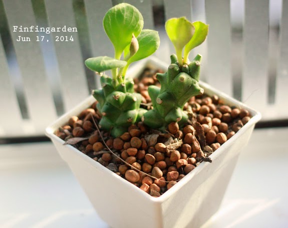 FinFinGarden: นาคราชราชินี, cactus, cacti, nature, wildlife, tree ...