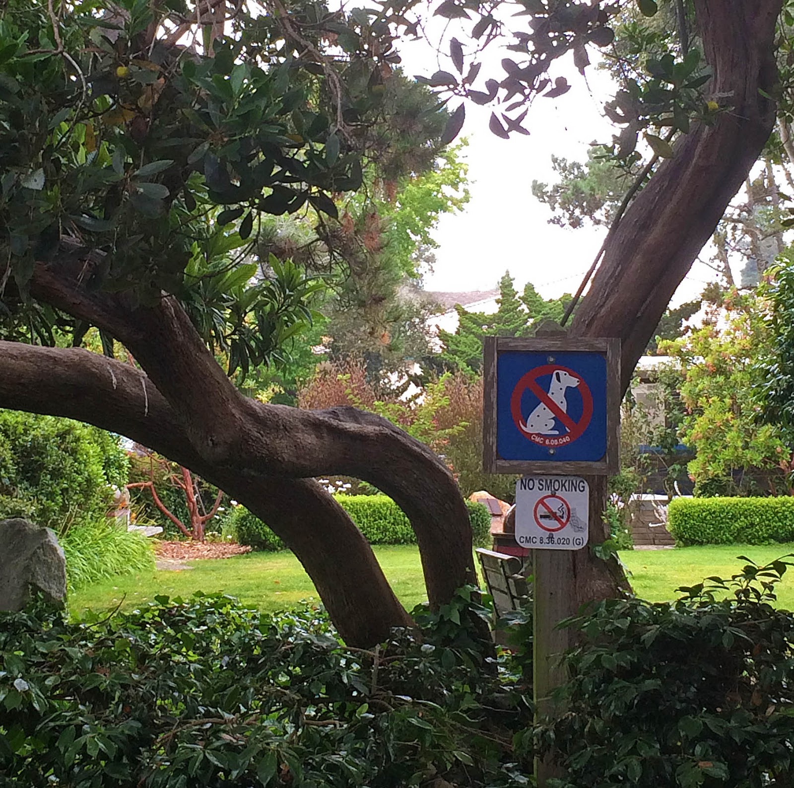 Friends of Carmel Forest Tree Tour with Dr. Matt Ritter 2016 - Carmel ...