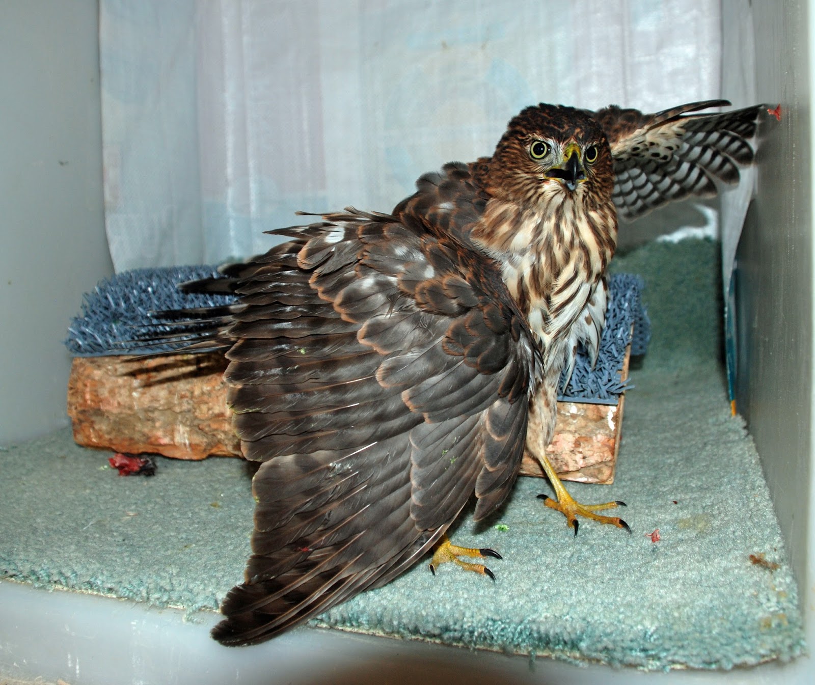 Ironside Bird Rescue, Inc.: Hungry hawk