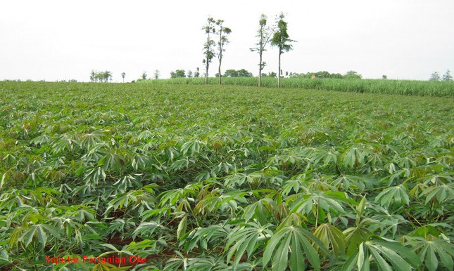 350 Tips dan Cara Menanam Singkong - REFERENSI ILMU SEPUTAR PERTANIAN