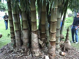 Cikgu Shahrul SRAI Seksyen 19, Shah Alam: Peribahasa