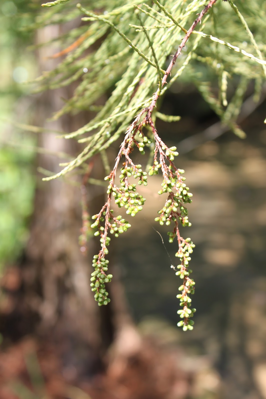 Centenary College Arboretum: Tree of the Week: Pond Cypress (Taxodium ...