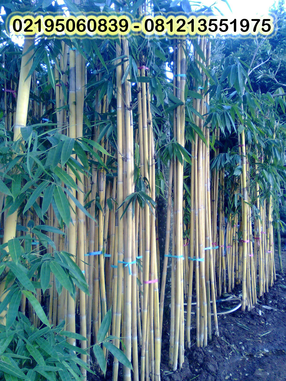 BAMBU HIAS|TUKANG BAMBU HIAS|BAMBU JEPANG|BAMBU KLISIK | LOVE GREEN