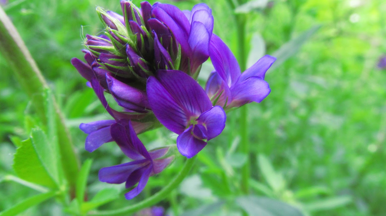 Wandering in Canada: The World's Favourite Forage Crop: Alfalfa ...