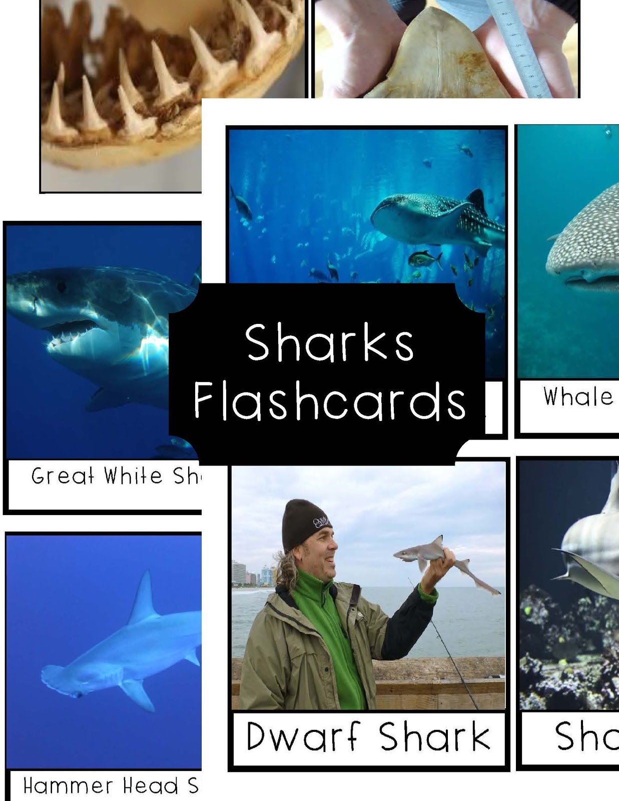 The Hermit Crabs Homeschool: Sharks Unit Study