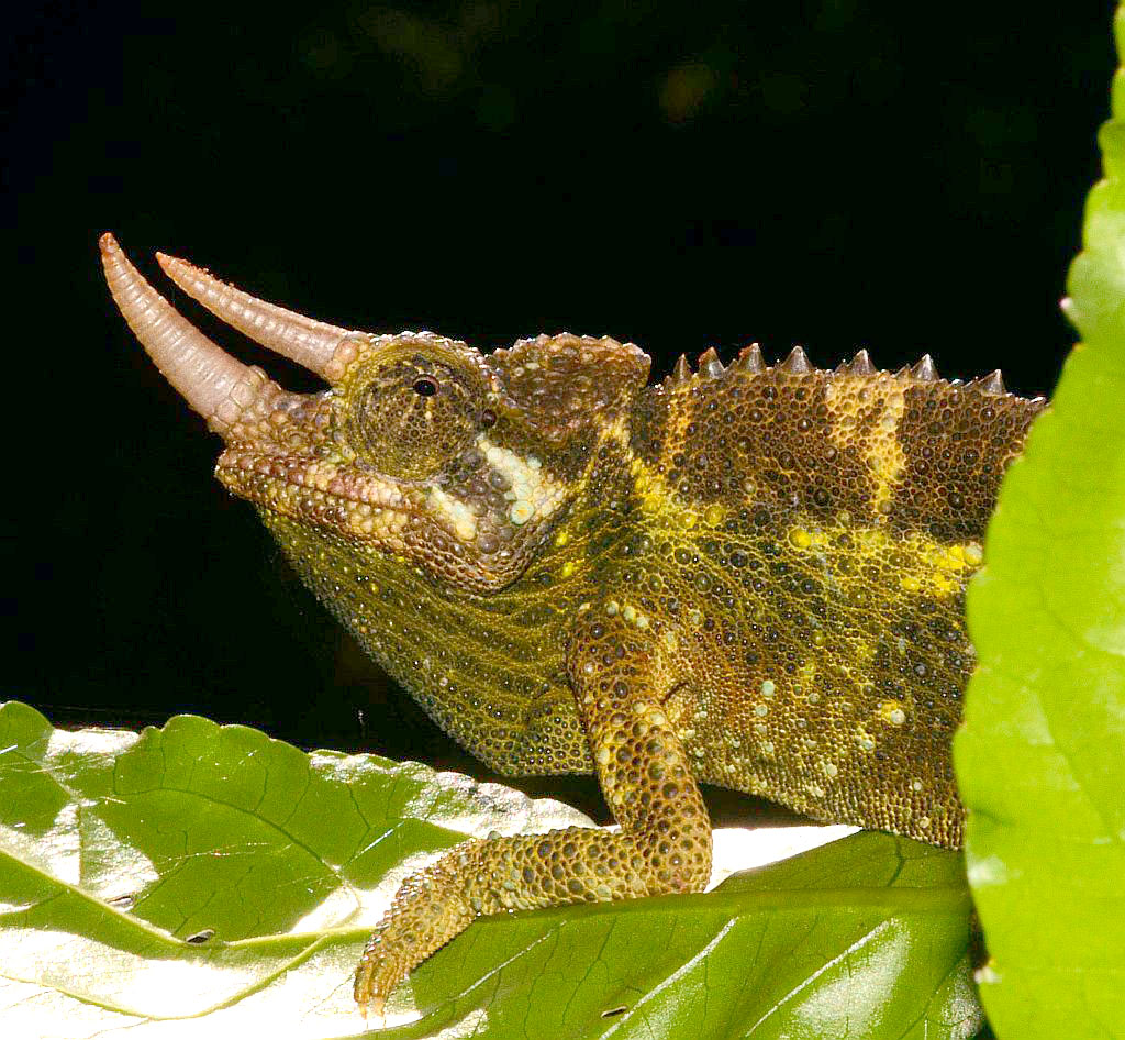 Elsen Karstad's 'Pic-A-Day Kenya': Jackson's Chameleon- Nairobi Kenya