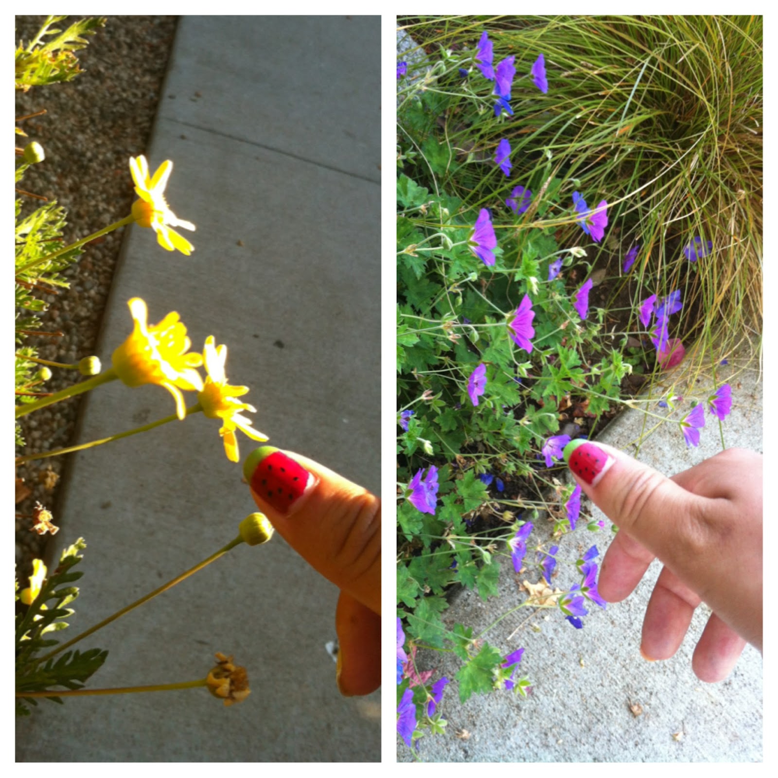 AP Biology: Biological Collection: Tropism