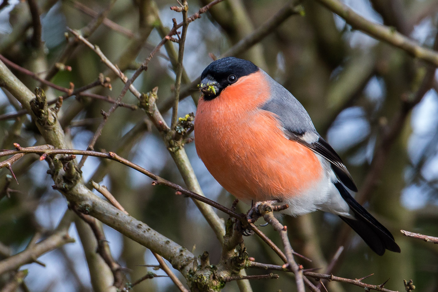 Darley Dale Wildlife: Bullfinch in the garden