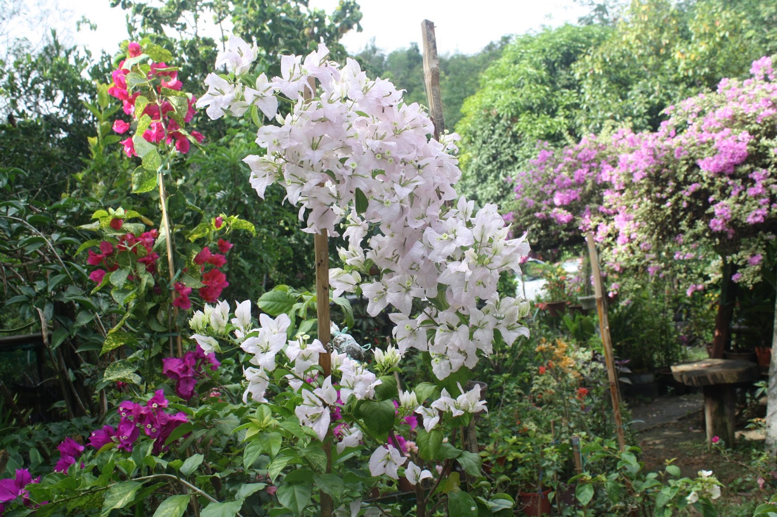 "Bougainvillea" Bunga Kertas Di Laman Etuza