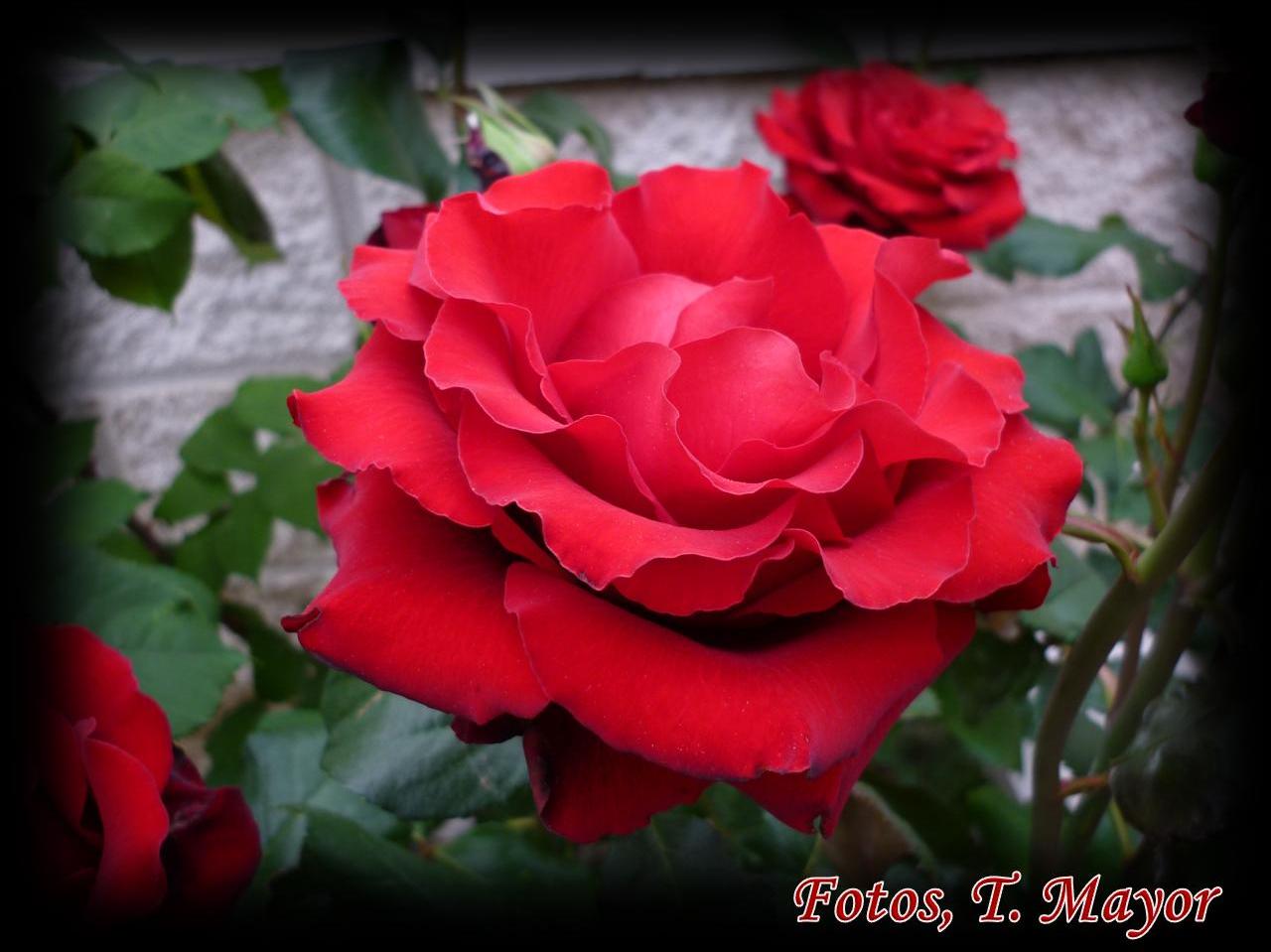Flores y plantas silvestres: " Rosa spp ". Rosal, Rosa.