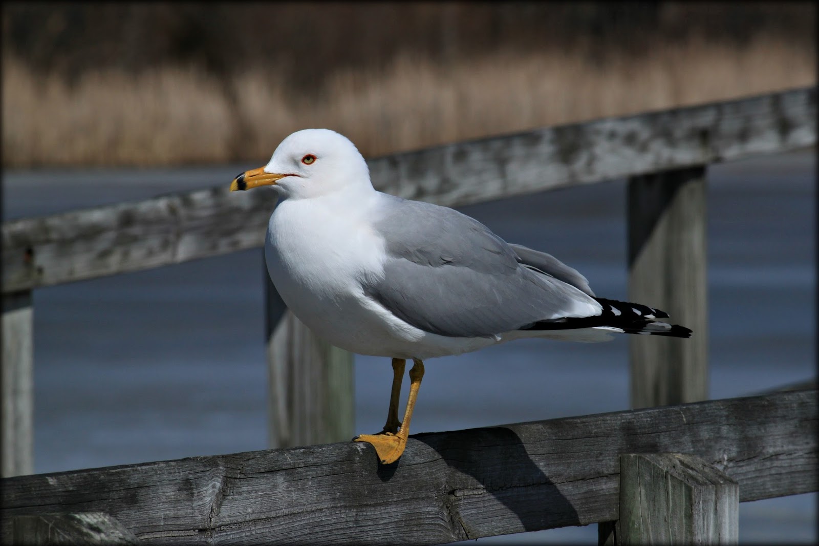 Through Carol's Lens: Jonathan L. Seagull