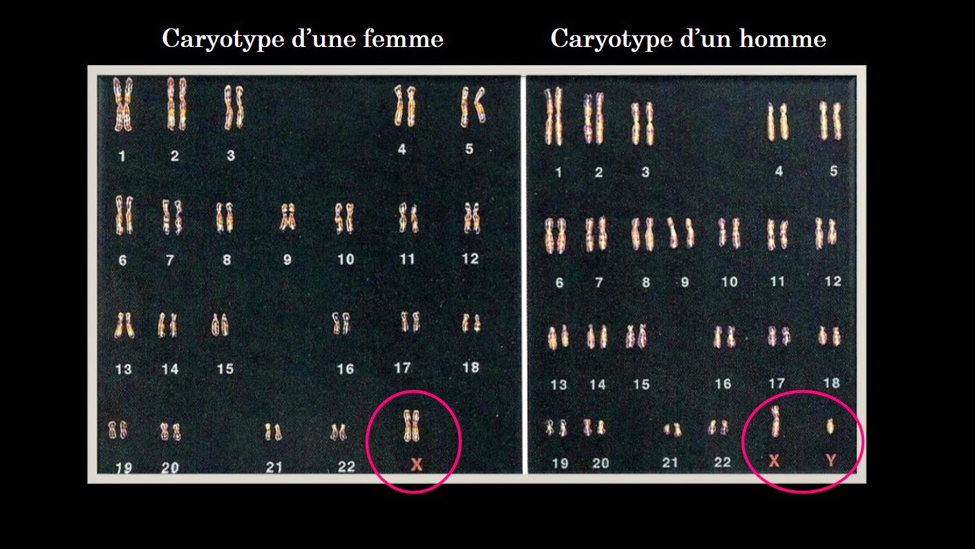 Le labo d'Anissa - SVT: Chapitre 2 : Chromosomes et information ...