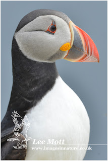 Lee Mott Photography