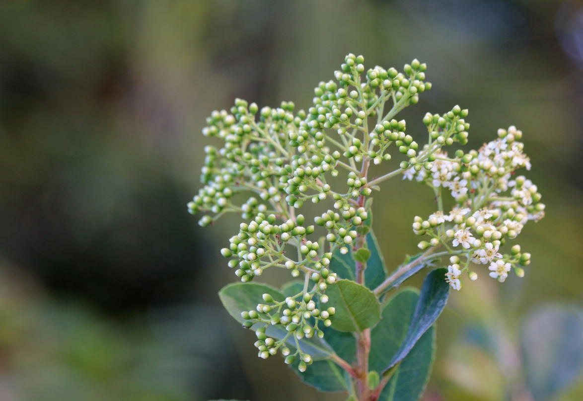 A photo, A thought............: Plant: Toyon...a chaparral keystone ...