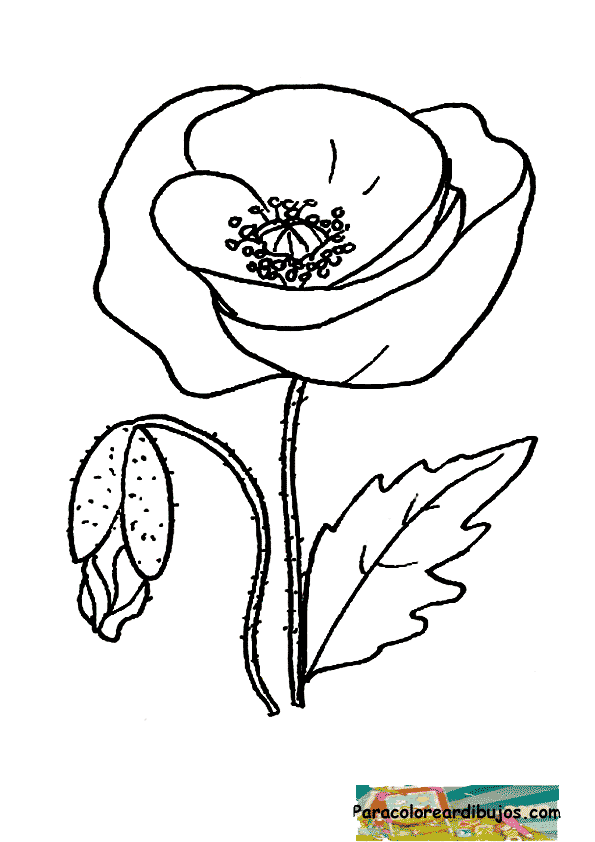 Amapola dibujo - Imagui