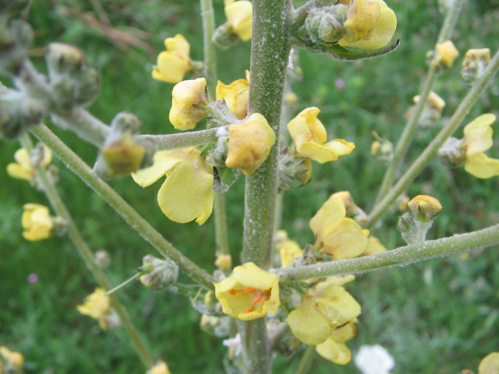 FLORA NEL SALENTO e.. anche altrove: Verbascum pulverulentum Vill ...