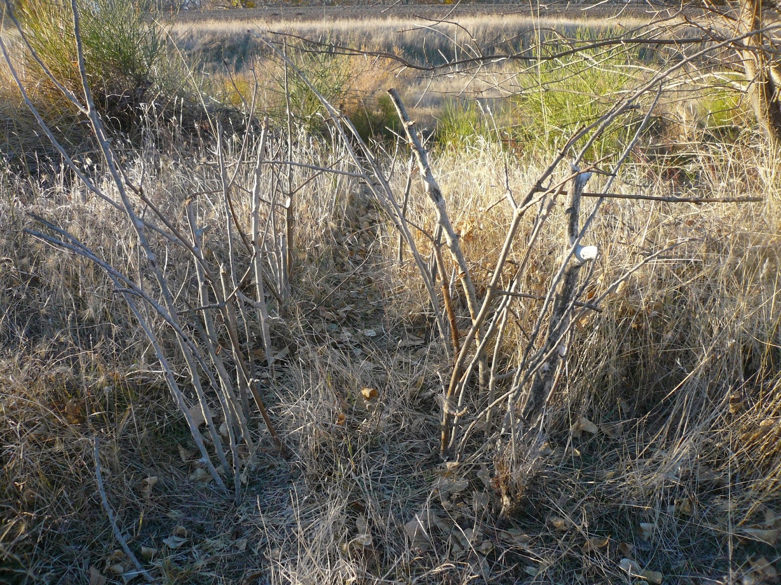 Countryman: Foraging California's Wild Side: Snares and Traps from ...