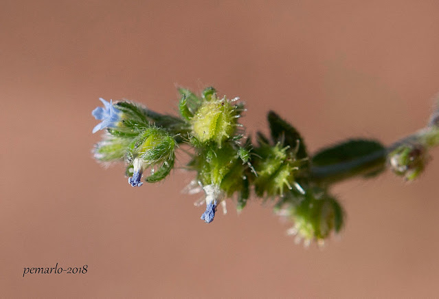 Plantas de Murcia: LAPPULA PATULA EN LA CELIA (JUMILLA). Fotos del mes ...