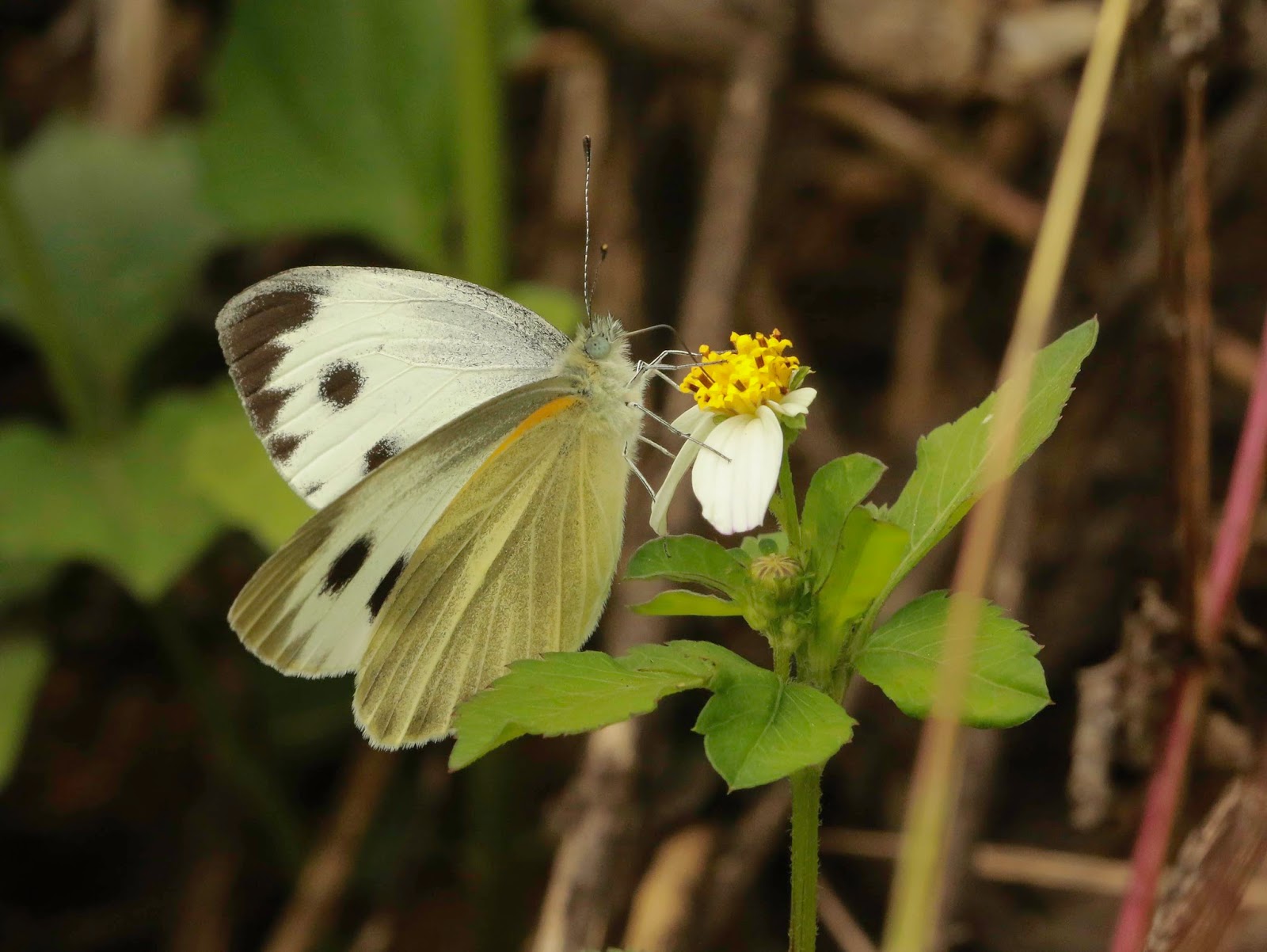 Butterflies of Vietnam: 236. Pieris canidia canidia (The Indian Cabbage ...