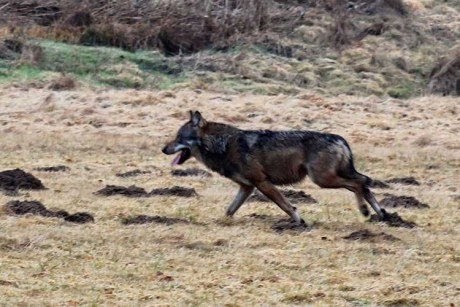 DAVID NIETO MACEÍN. ETOLOGÍA Y CONSERVACIÓN DEL LOBO: LOS LOBOS DE ALEMANIA