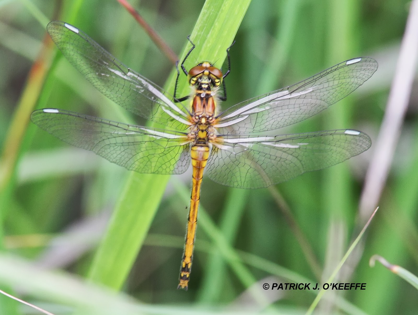 Raw Birds: BLACK DARTER DRAGONFLY or BLACK MEADOWHAWK DRAGONFLY ...