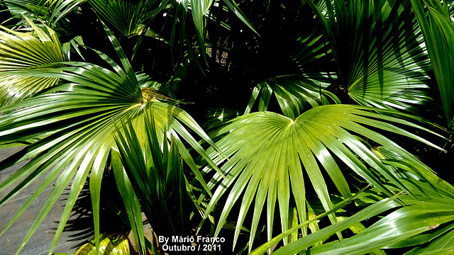 Meu Cantinho Verde: PALMEIRA-DE-LEQUE-DA-CHINA - ( Livistona chinensis )