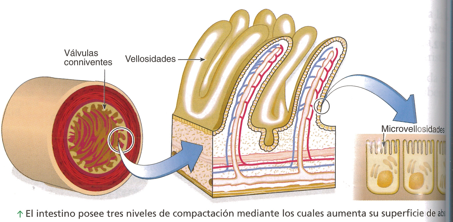 Blog del tema 6 de Patricia Romero Jiménez: ART8: Las absorción de los ...