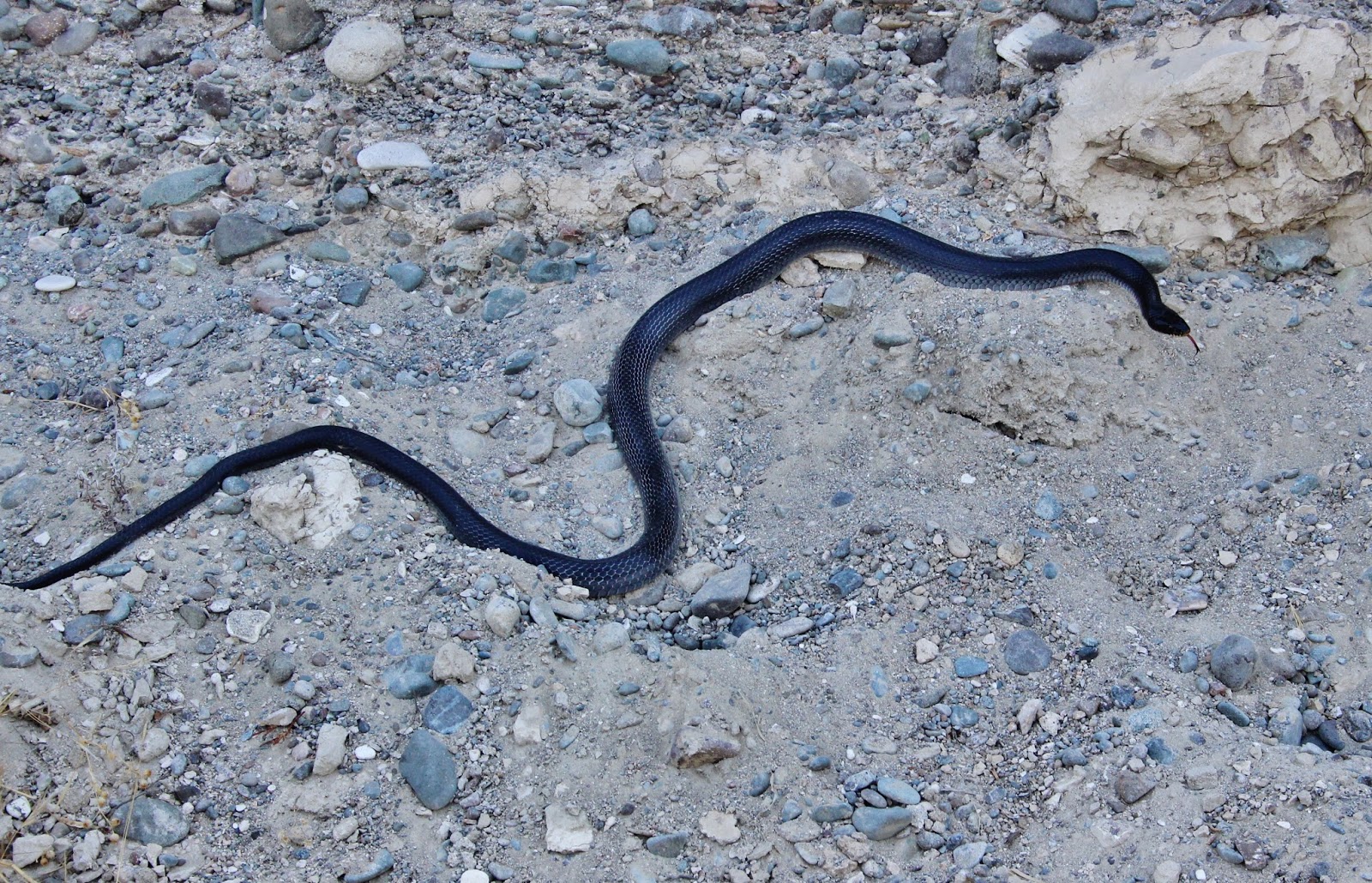 Biodiversity of Cyprus by NGO Protection of the Natural Heritage and ...