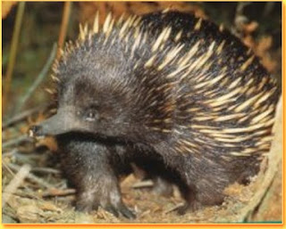 Animales del mundo: Equidna