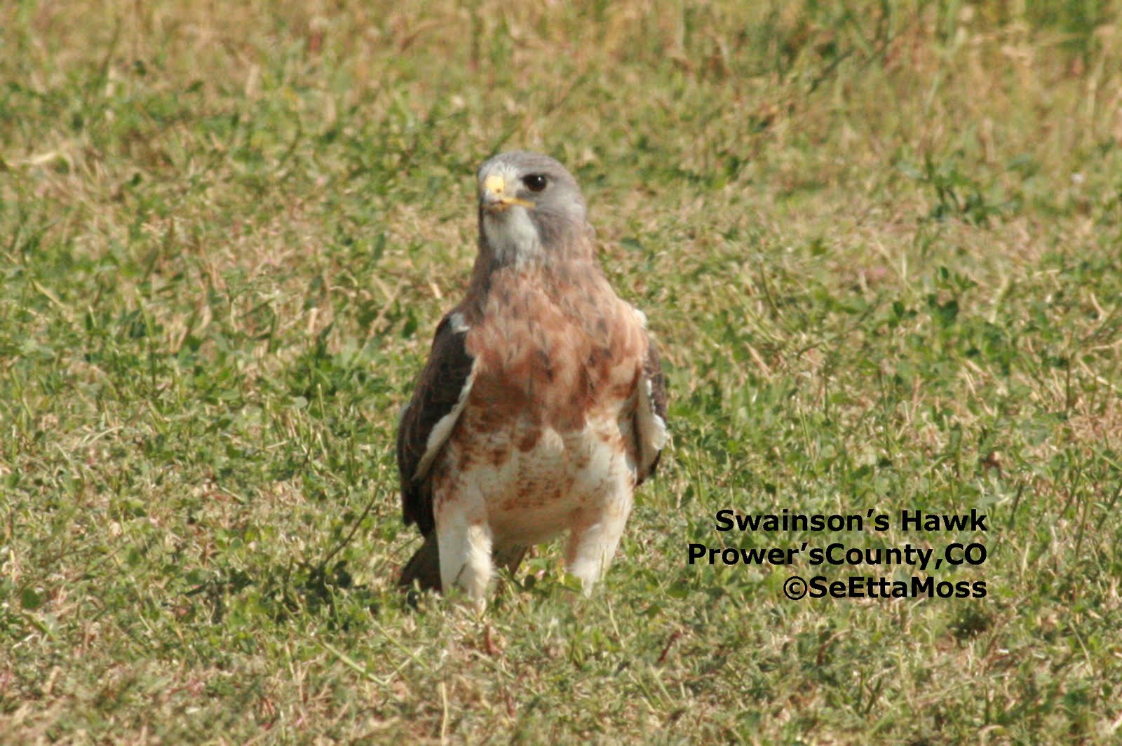 Migrating hawks feeding in hay fields