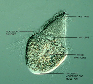 Reino Protista