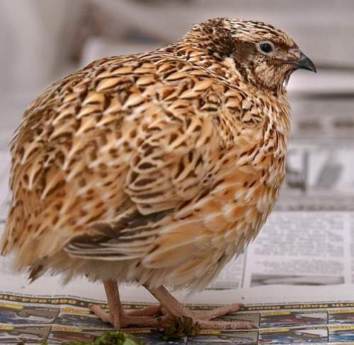 List of Indian quails - Images | Birds of India | Bird World