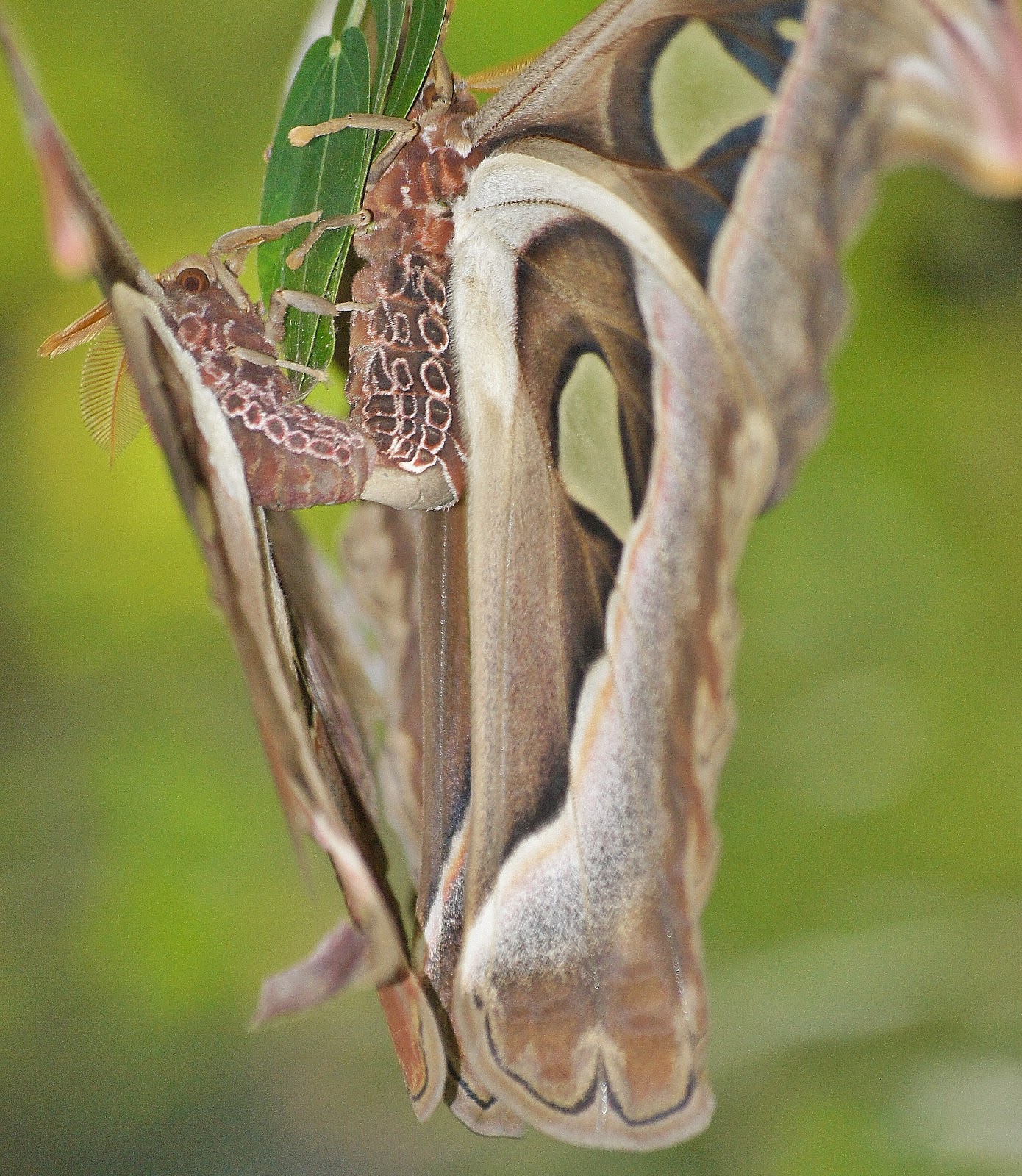 AMSTERDAMSE WATERLEIDINGDUINEN AWD: Tropische Vlinders