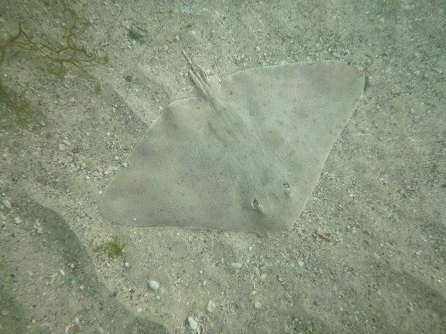 Sarasota Marine Organism Identification Guide: Smooth Butterfly Ray