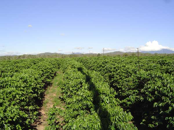 Coffee Beans and Machines: The Anatomy Of A Coffee Tree