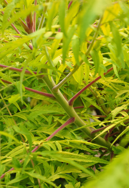 Three Dogs in a Garden: A Small Garden with a Pretty Pond