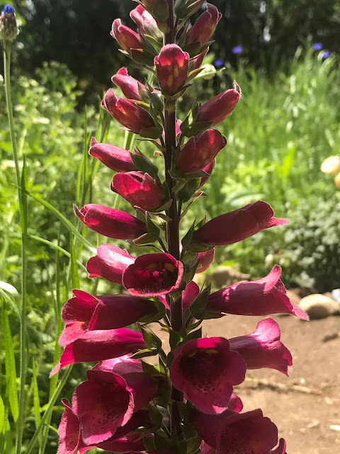 On Discovering A Garden: Gopher Resistant Plants