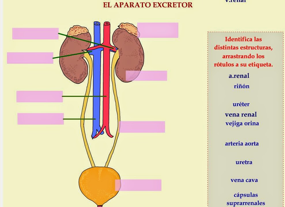 biologia2bachcamp: 3º ESO. TEMA 8. APARATO EXCRETOR