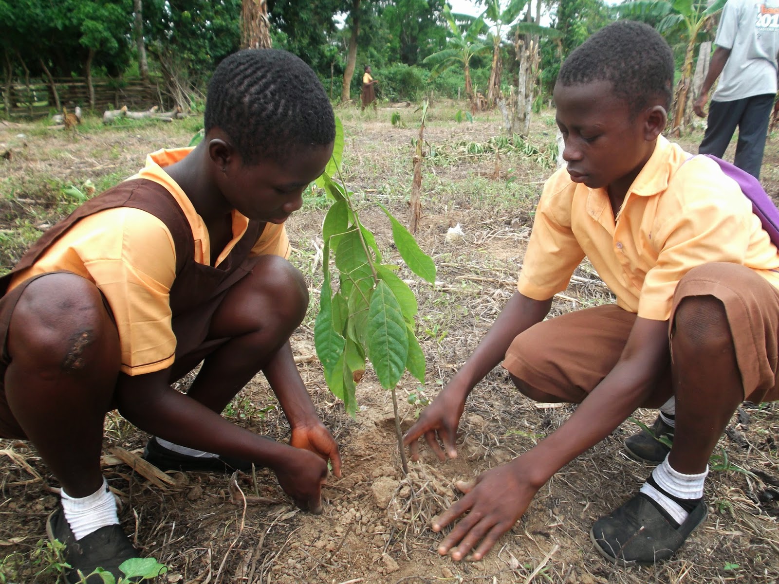 4-H Million Trees Project- Ghana: Planting Cocoa Trees for a ...