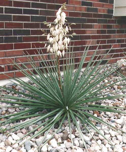 + Plantas: Yucca filamentosa