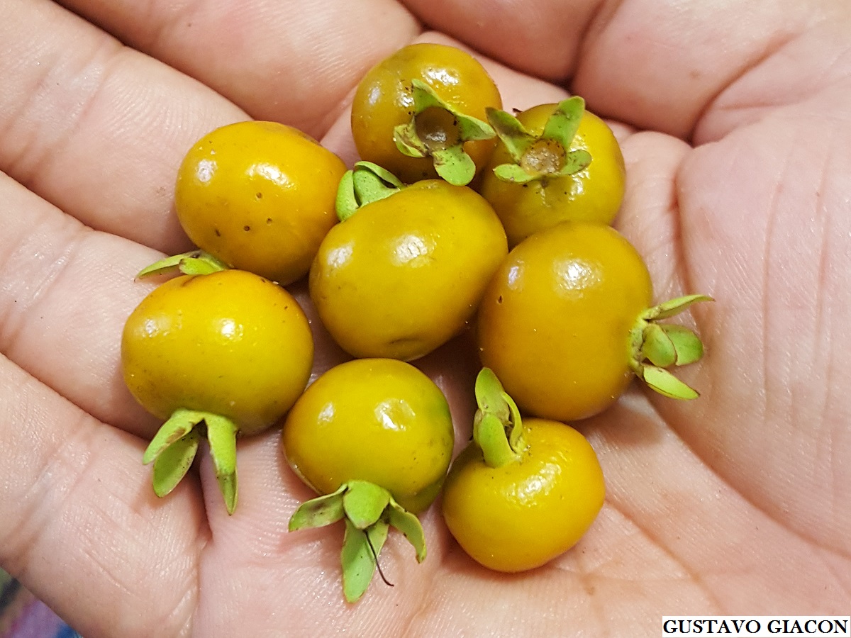 Viveiro Ciprest - Plantas Nativas e Exóticas: Grumichama ou Grumixama ...