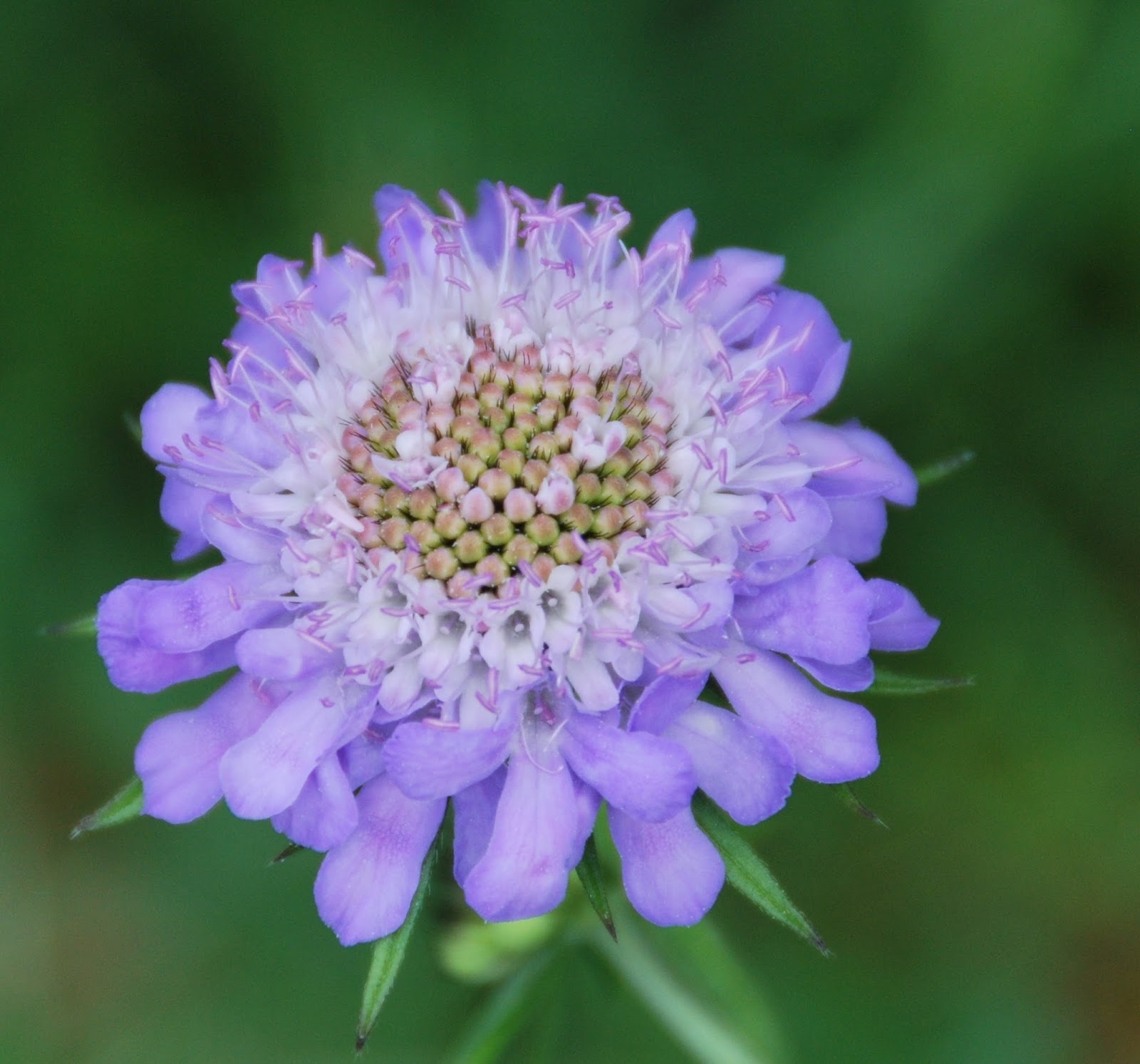Planteplukk: Scabiosa
