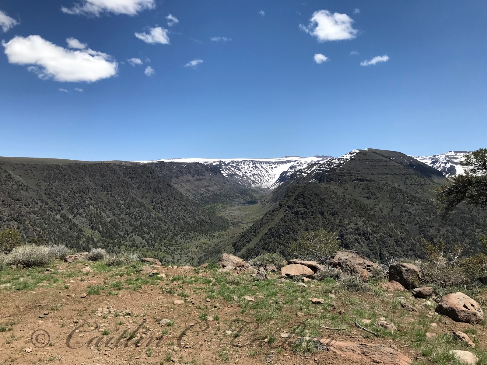 Northwest Butterflies: Steens Mountain and Catlow Valley