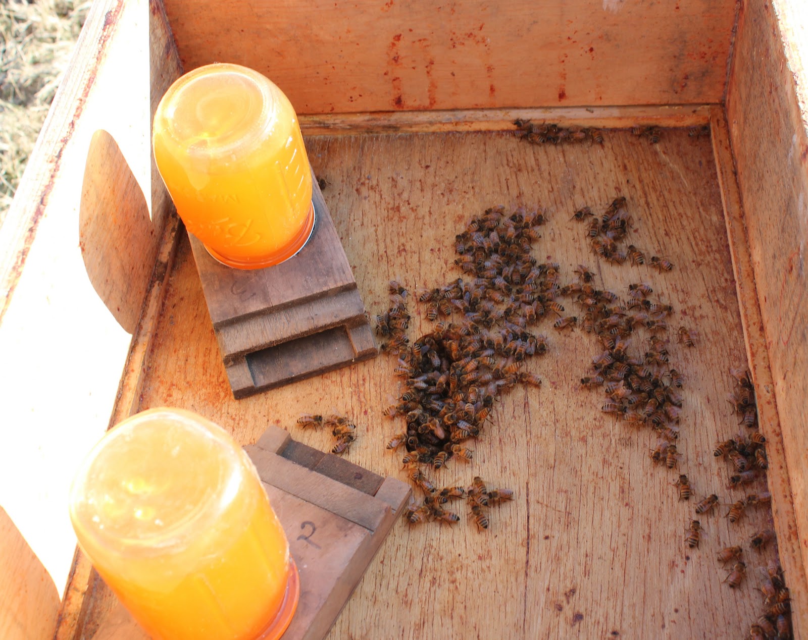 Squash Blossom Farm: March Bee News