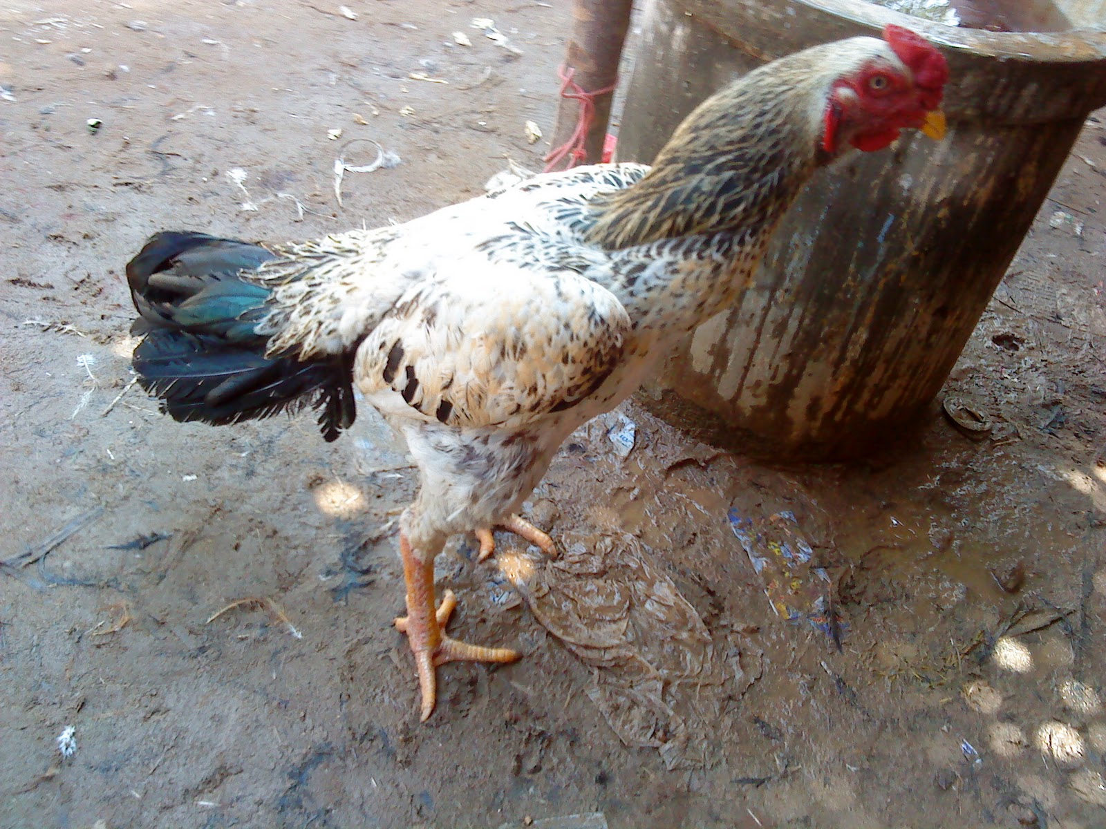 TAMIL ASILS: TAMIL ASIL - KNIFE FIGHTERS